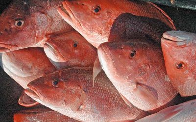 Red Snapper Season Opens In May