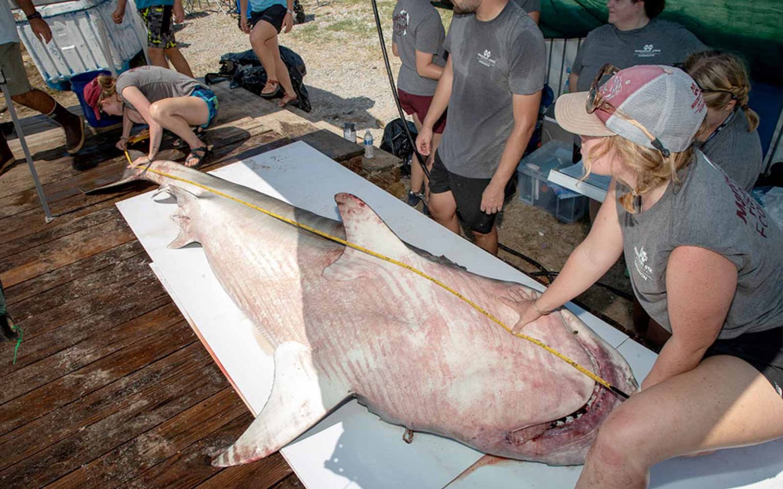 Shark Sampling “Rousing Success” At Rodeo