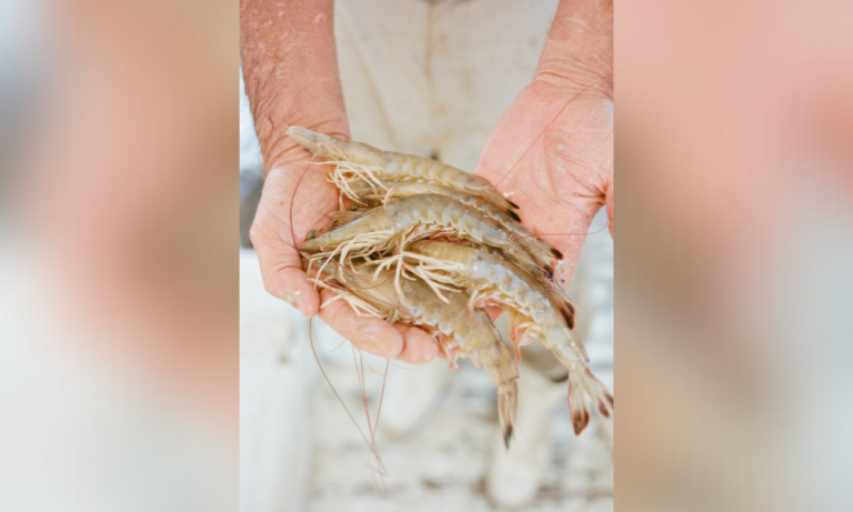 ADCNR MRD Plans Shrimp Fishery Management Listening Sessions
